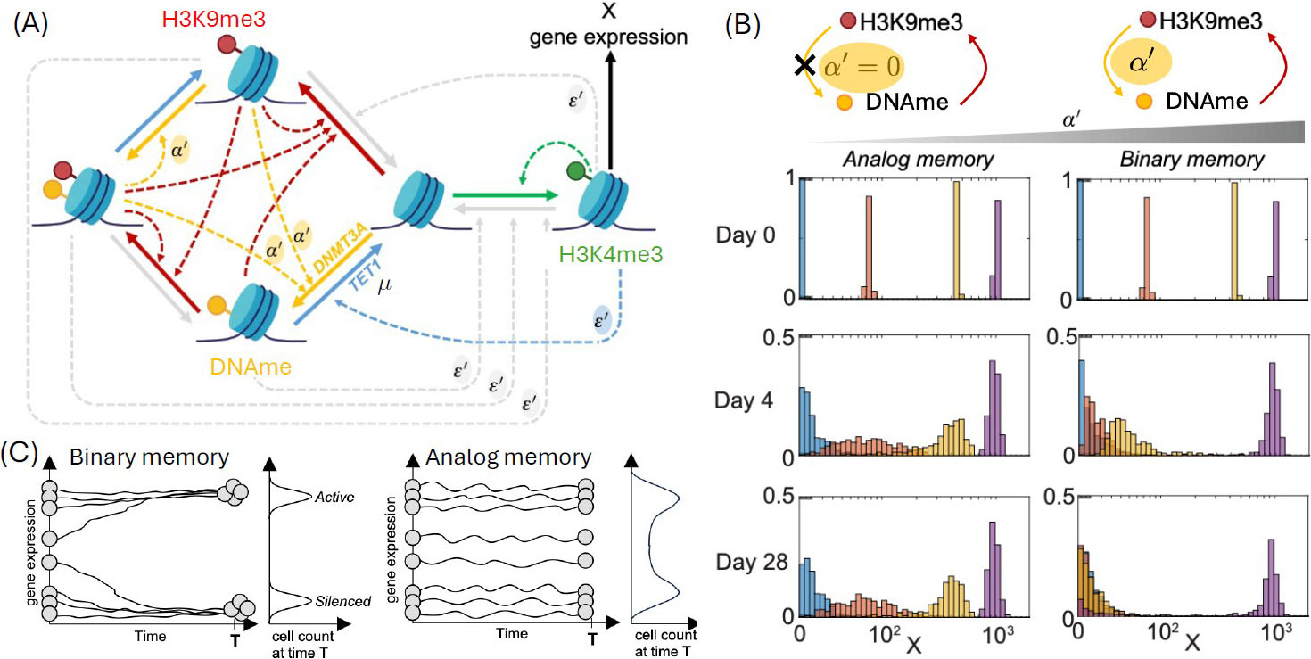 Epigenetic Memory: Binary or Analog?